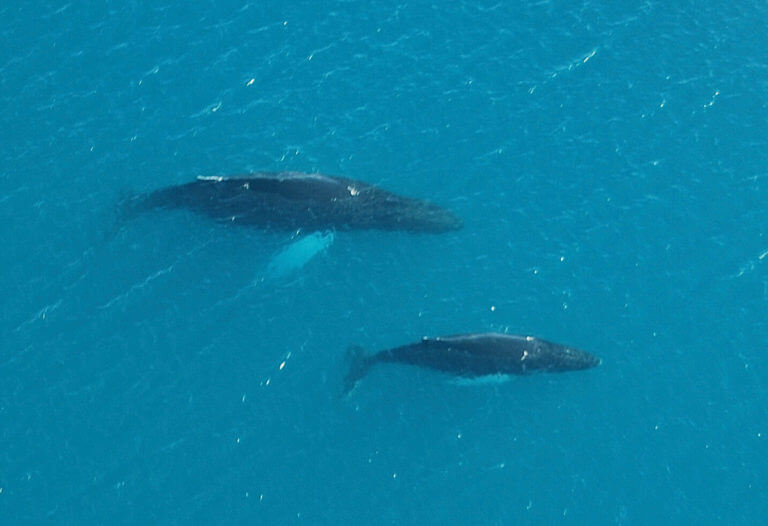 Vakantie Groenland - Verwonder je over de prachtige walvissen